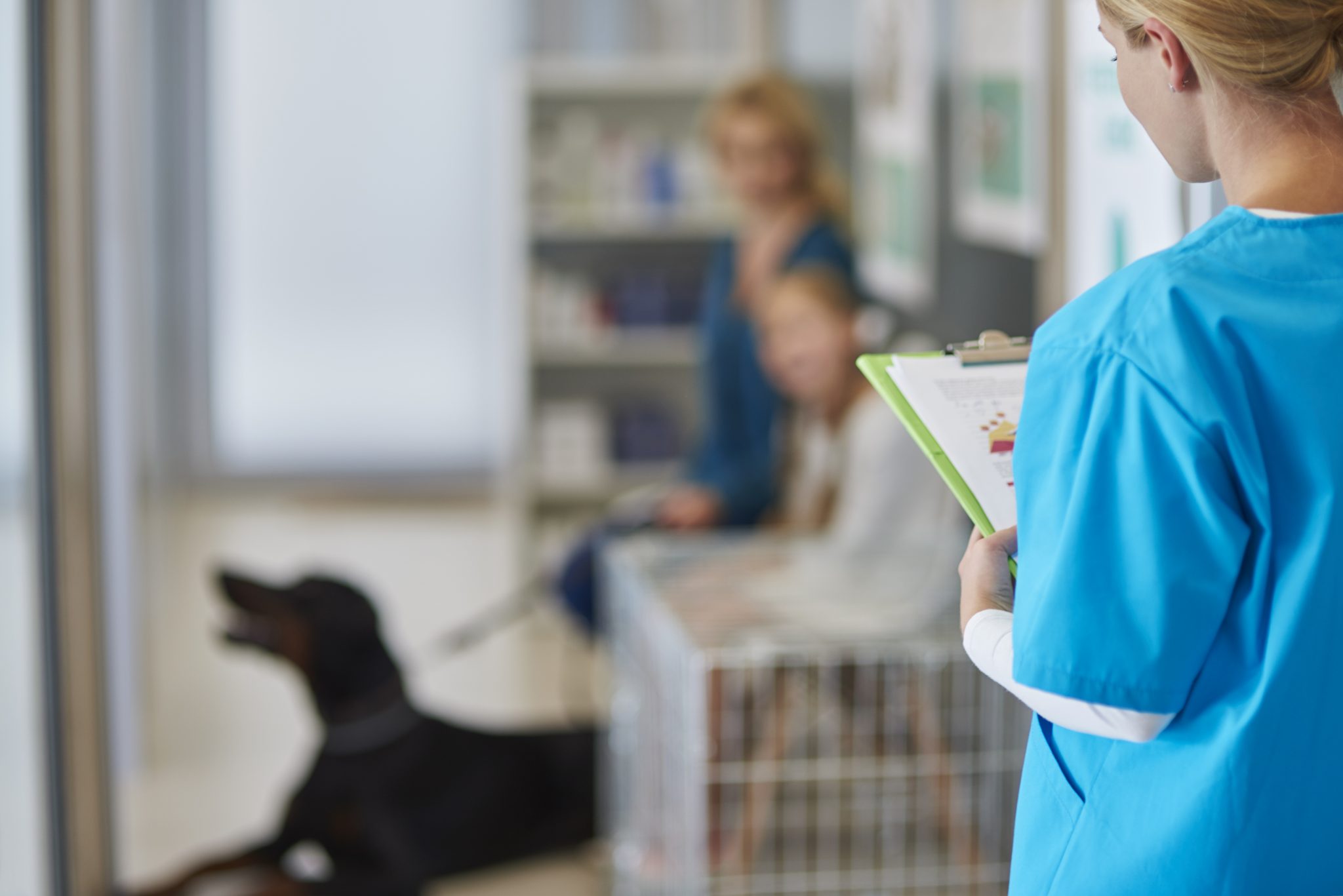 Habilidades que debe tener cualquier empleado de un centro veterinario