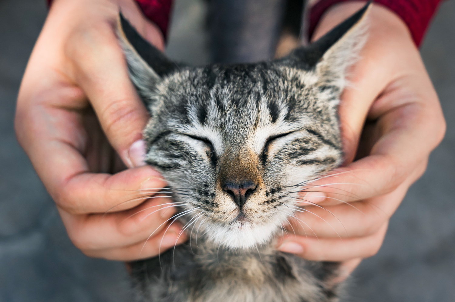 Pet Marketing, una estrategia para conectar emocionalmente con los ... Pet Marketing, una estrategia para conectar emocionalmente con los ...