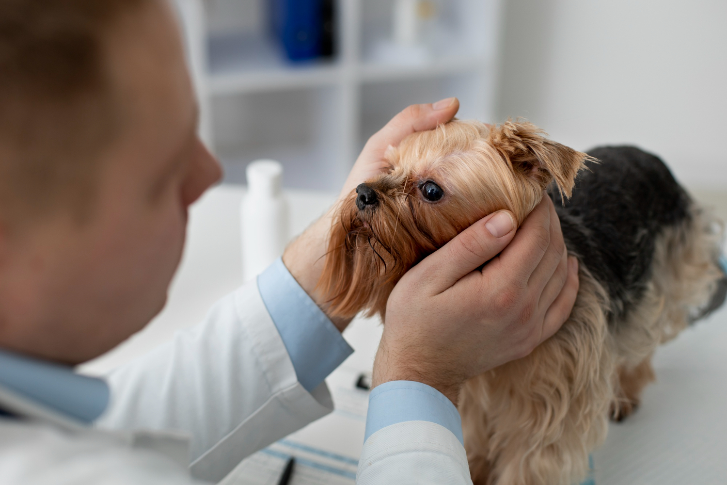 Presión en la práctica veterinaria: ¿positiva o negativa?