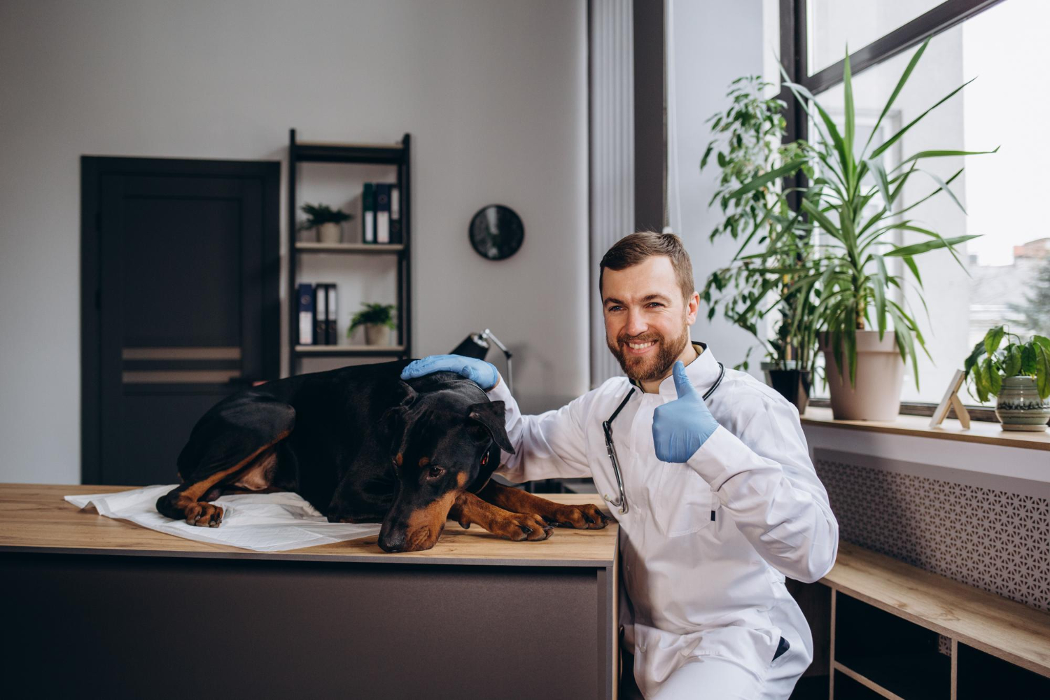 Nuevo negocio veterinario: ¿conoces el segmento de mercado en el que ...